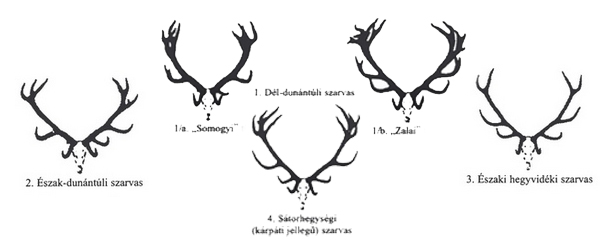 Az agancs több, mint trófea