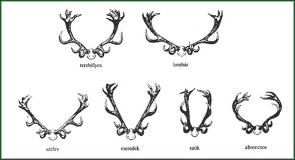 Az agancs több, mint trófea