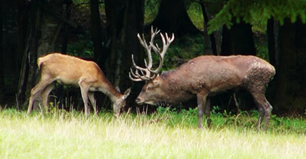 A gímszarvas bírálata