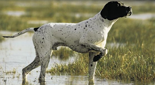 A kitűnő szaglású angol pointer