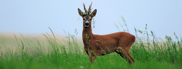 Agancsképződés az őznél