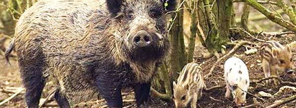 Vaddisznó szaporodása